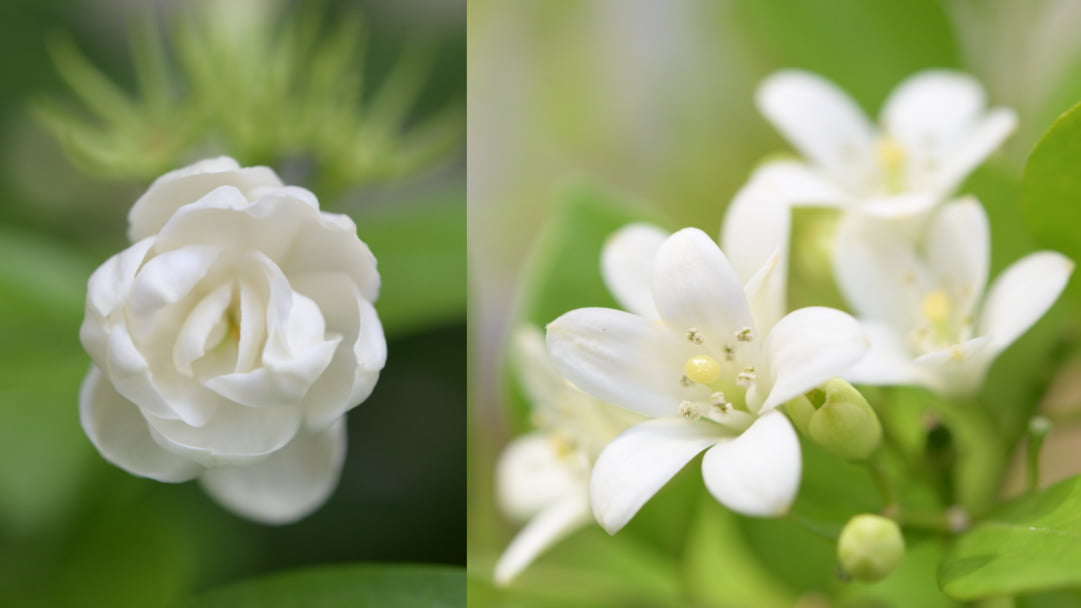 香港公園下周五起舉辦香花展覽 展出茉莉和九里香等｜本地｜商業電台 881903