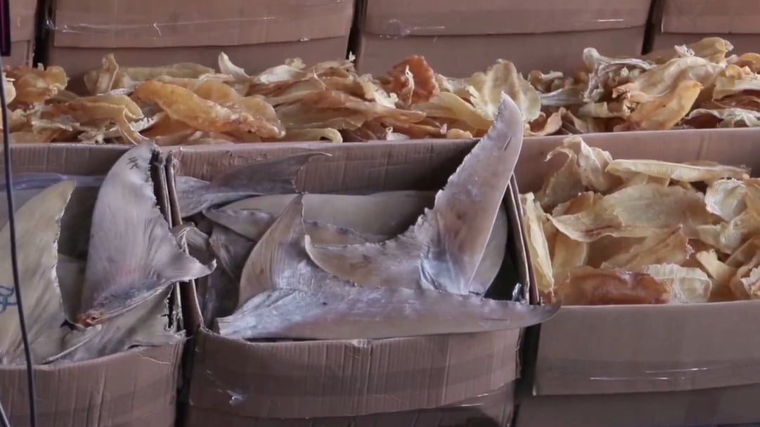 海關在赴越南貨櫃檢600萬元走私海味藥物 拘女子｜本地｜商業電台 881903