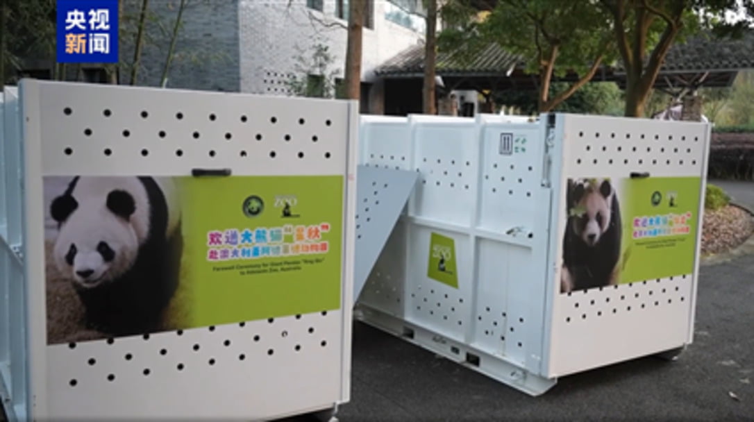 大熊貓「星秋」和「怡蘭」抵達澳洲 展開10年旅居生活｜兩岸｜商業電台 881903