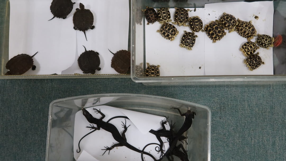 27歲男子走私瀕危活龜及蜥蜴 判監30個月｜本地｜商業電台 881903