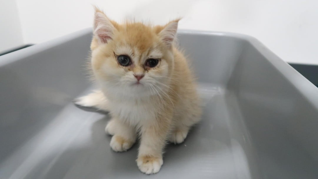 海關中英街截獲4隻疑非法進口幼貓犬值12萬 拘女子｜本地｜商業電台 881903