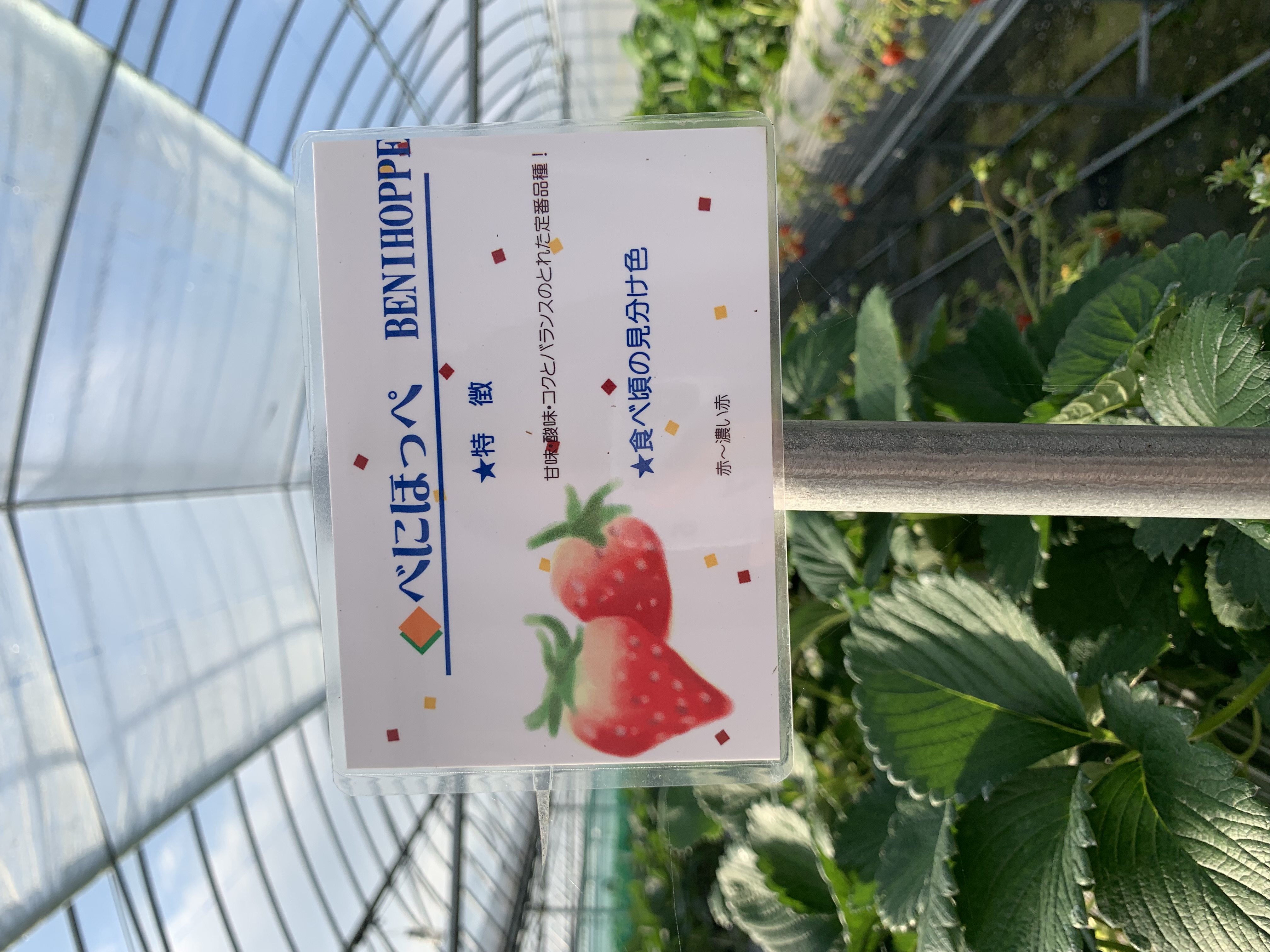 Ani：食士多啤梨係時候啦！｜終於可以返鄉下｜my903.com