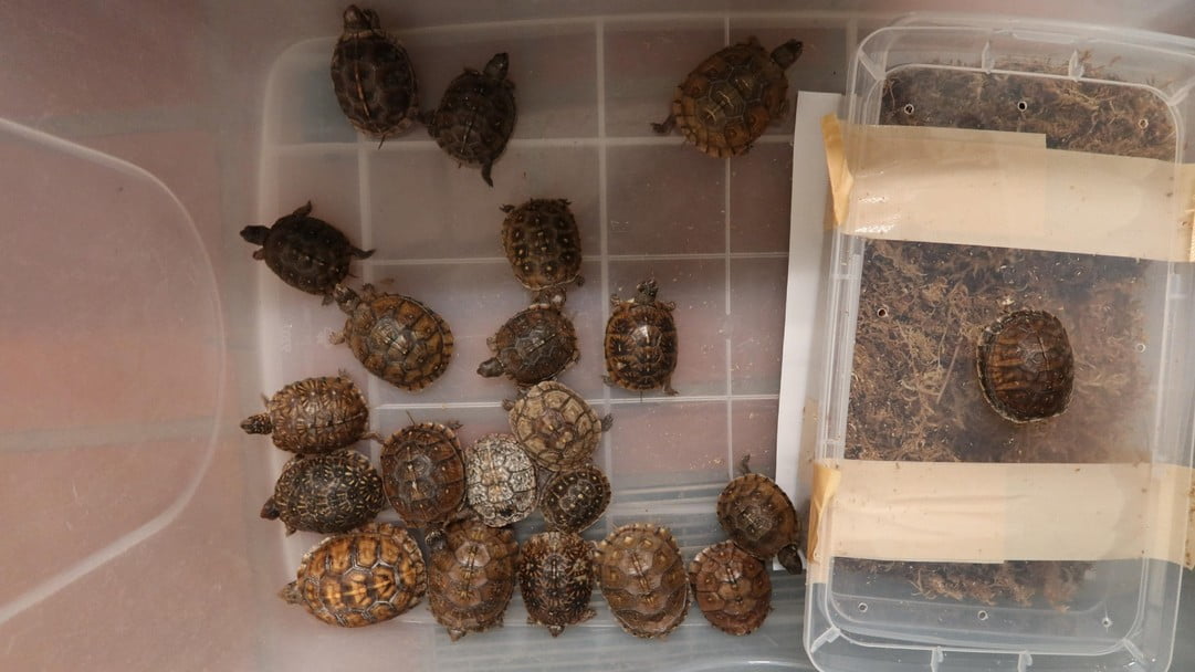 東京抵港內地女子走私64隻瀕危龜隻 囚18個月｜本地｜商業電台 881903