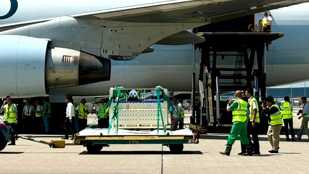 大熊貓安安可可抵海洋公園檢疫 龐建貽：地方及人手暫足夠｜本地｜商業電台 881903