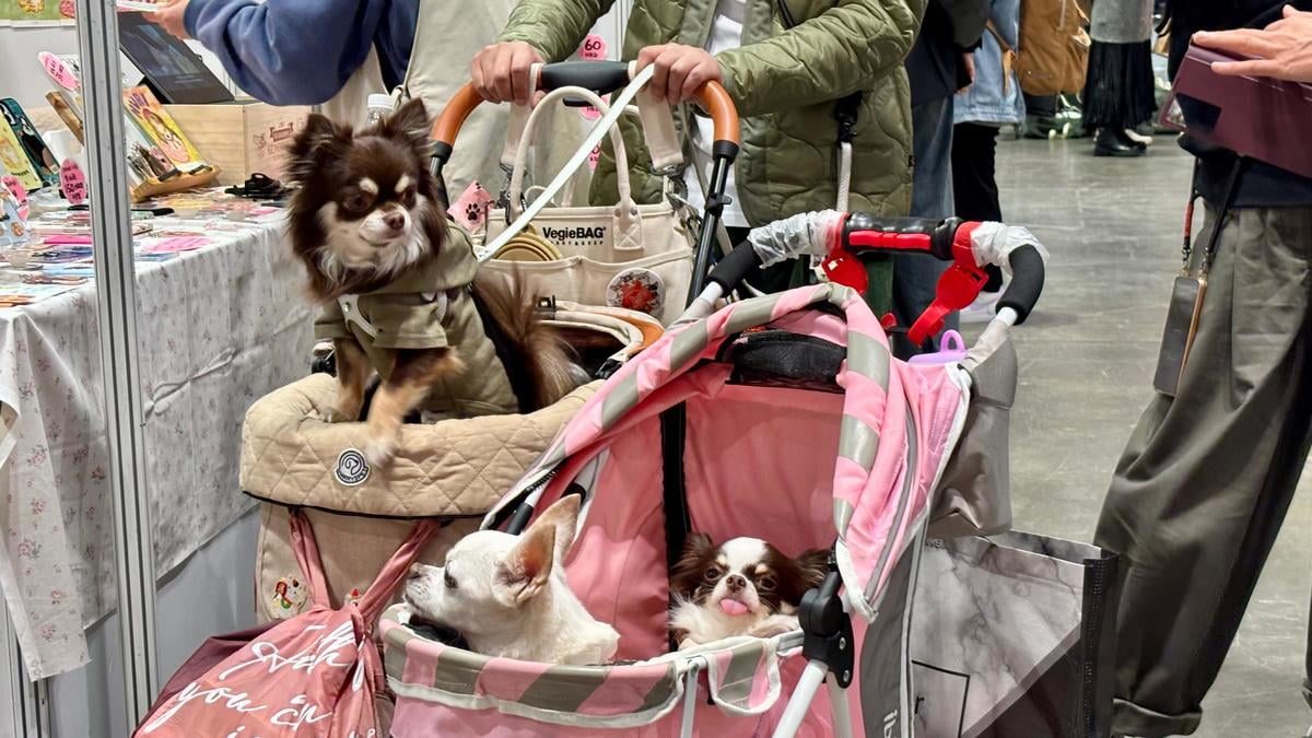 香港寵物節於會展開鑼 近400個展商參展歷來規模最大｜本地｜商業電台 881903