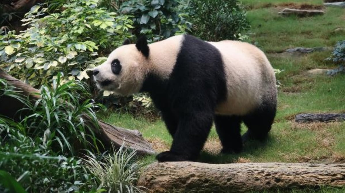大熊貓安安與可可完成檢疫隔離 健康狀況良好｜本地｜商業電台 881903