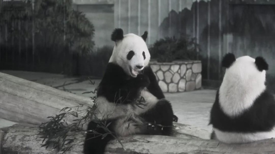 曾旅居日本的大熊貓「永明」 多重器官衰竭上月離世｜兩岸｜商業電台 881903