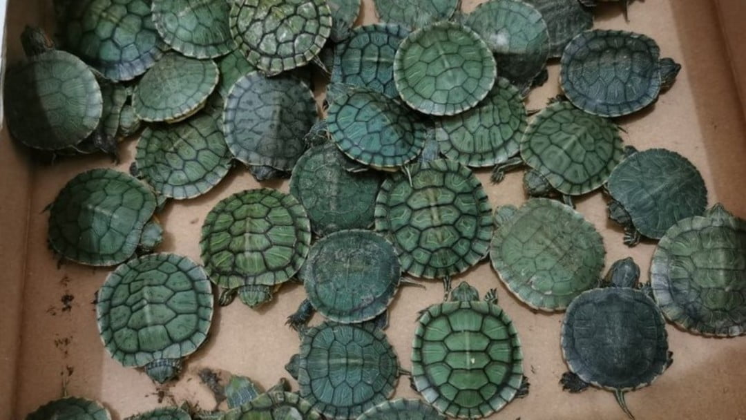 柴灣公園發現約70隻初生紅耳龜 關注組籲市民暫養｜本地｜商業電台 881903