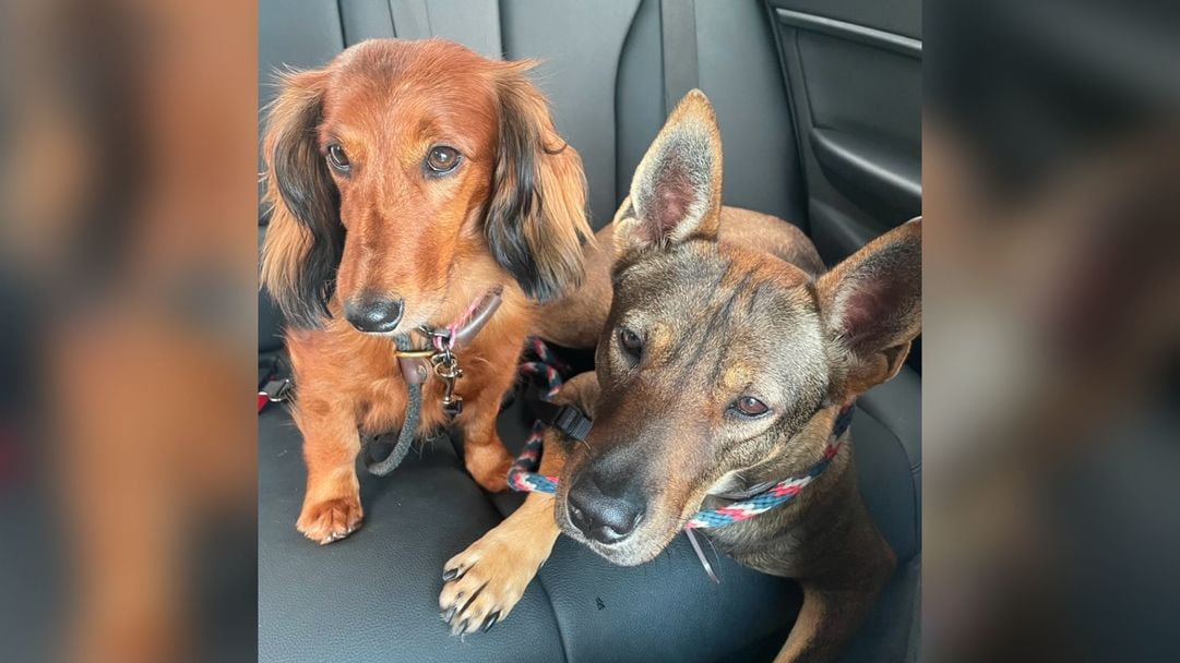 藝人謝嘉怡兩愛犬誤食路邊毒肉死亡 警列殘酷對待動物｜本地｜商業電台 881903