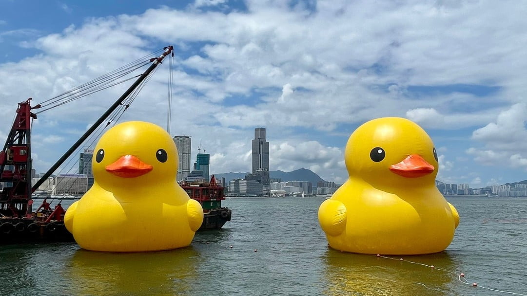 巨型橡皮鴨完成充氣 兩隻黃鴨重新於維港亮相｜本地｜商業電台 881903