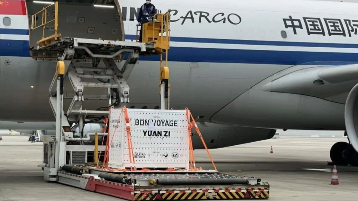 旅法大熊貓「歡歡」和「圓仔」返抵成都｜兩岸｜商業電台 881903