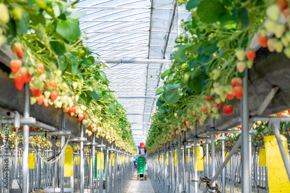 Ani：食士多啤梨係時候啦！｜終於可以返鄉下｜my903.com